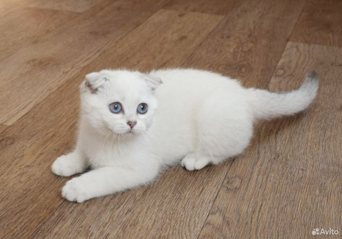 Шотландская колорная шиншилла