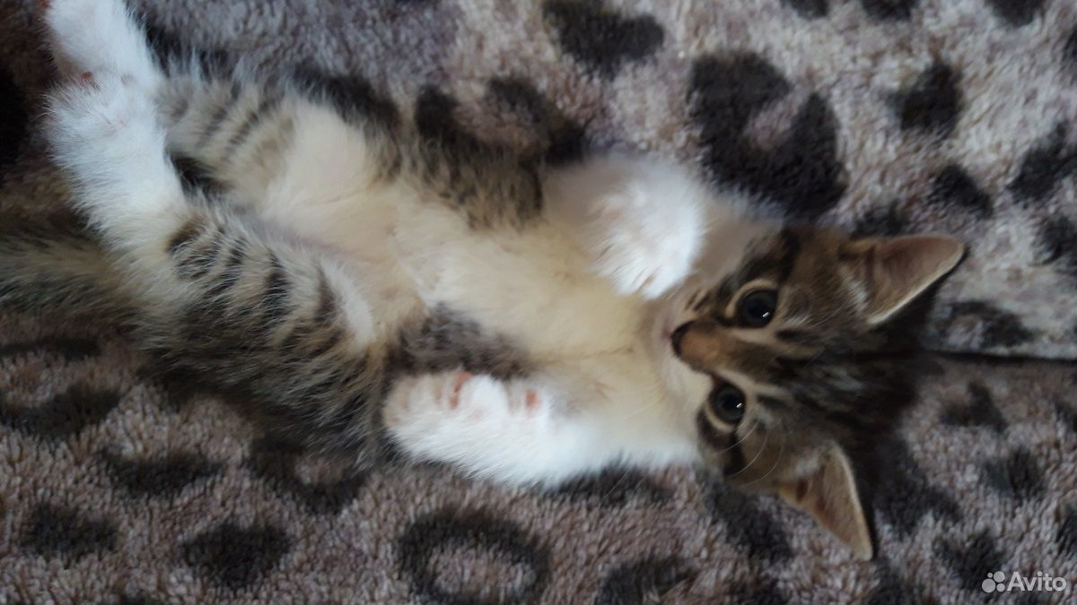 Котенок