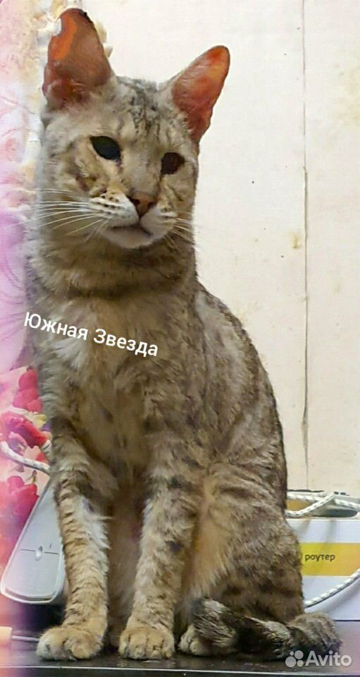 Саванна Ф4