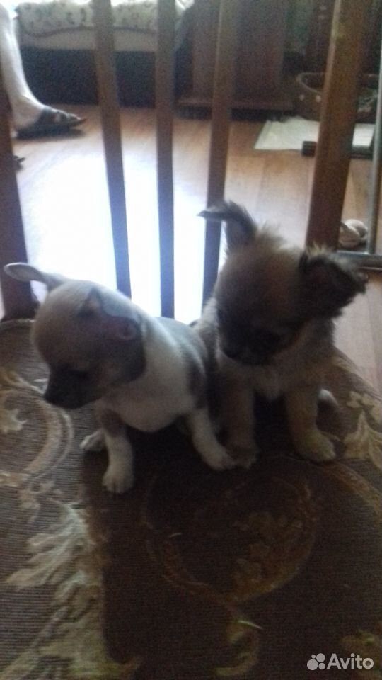 Щенки чиахуахуа