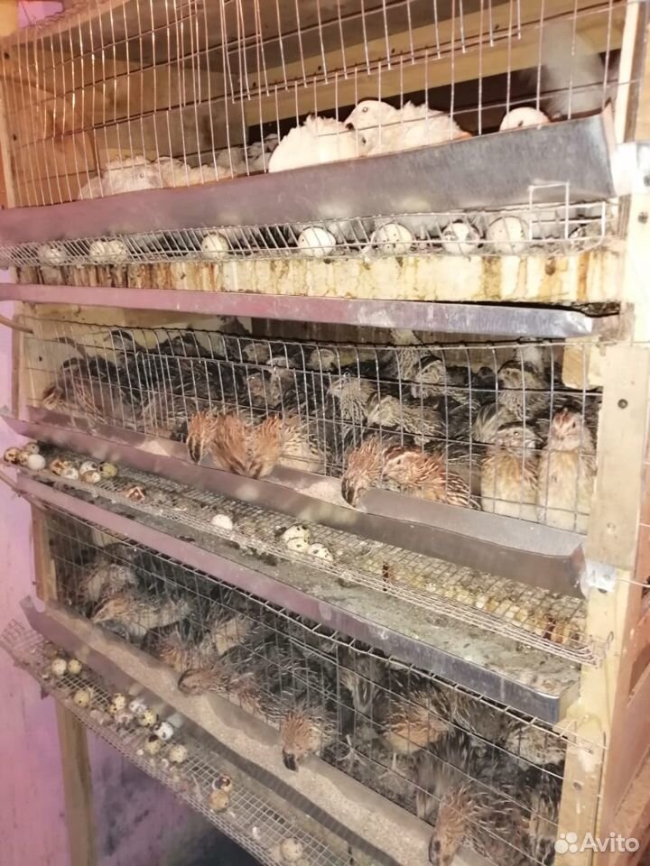 Инкубацыонные яйца перепелов