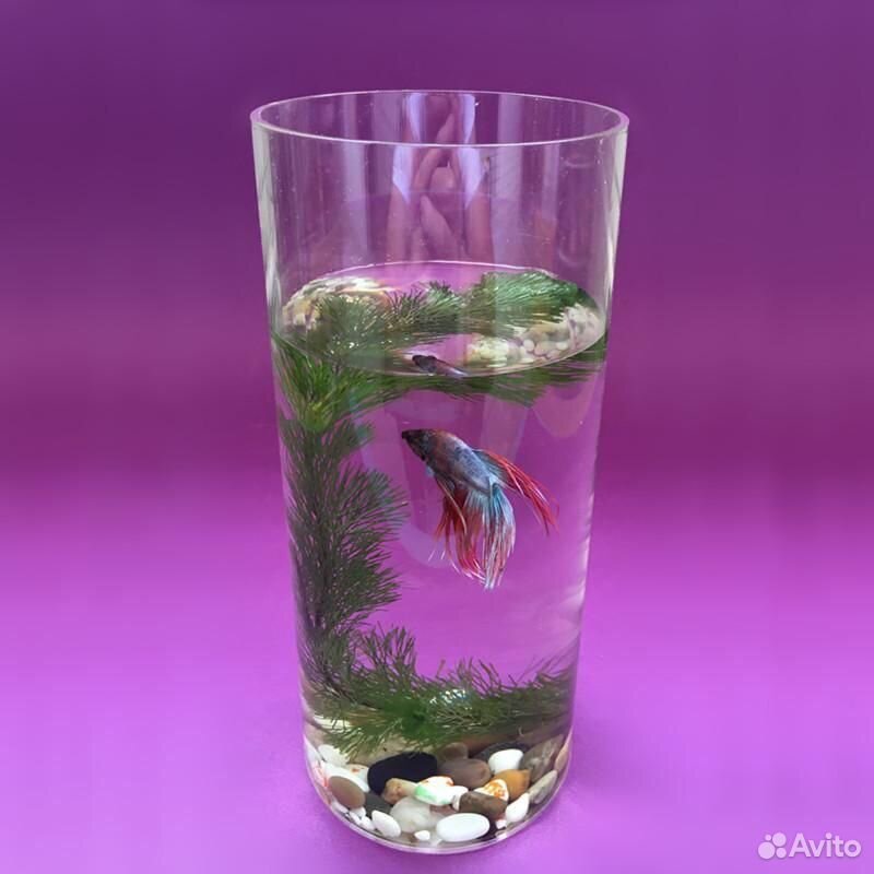 Аквариум Фиона Декор за шоколадки