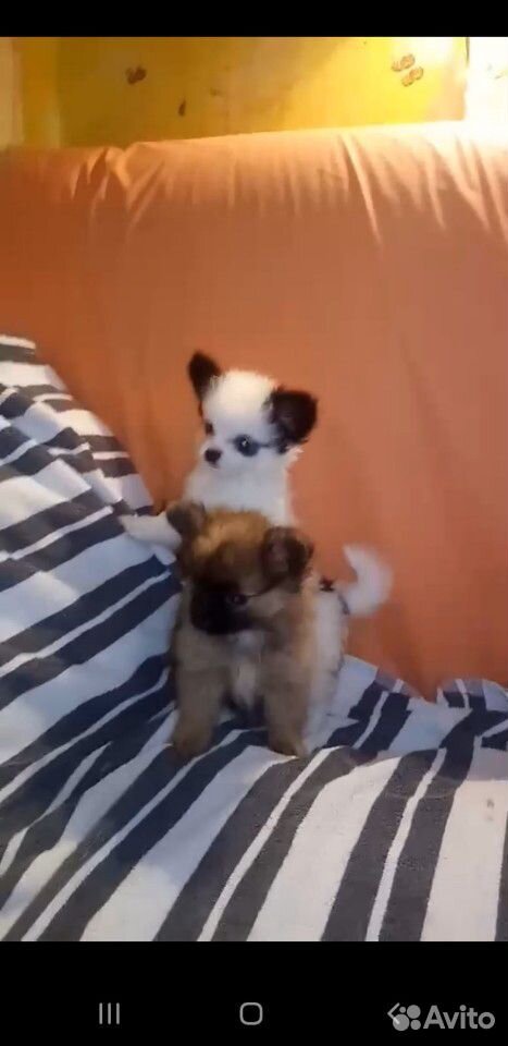 Чихуахуа мини девочки