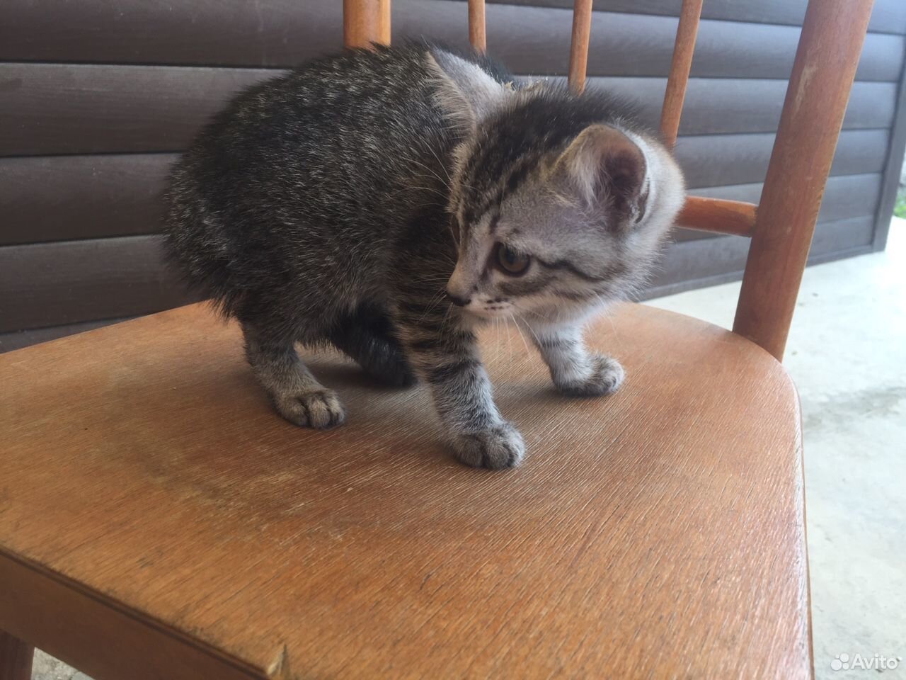 Коты