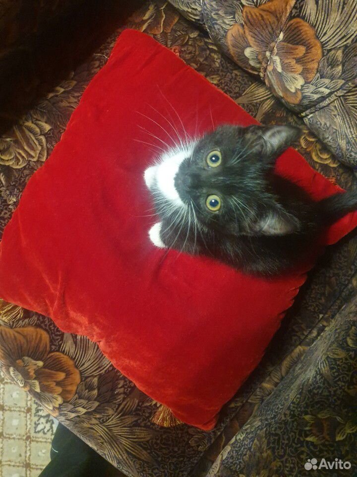 Котенок в добрые руки