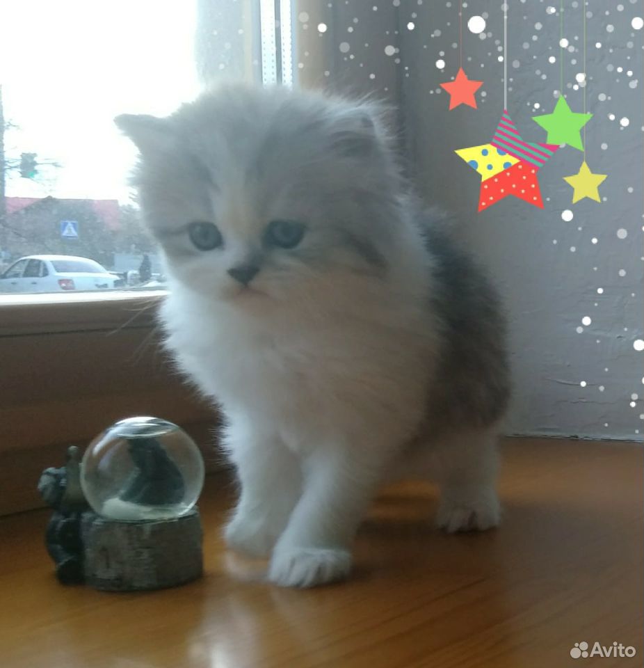 Домашний любимец