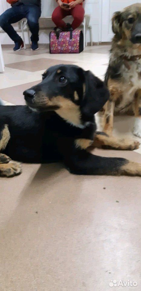 Мелкая собачка ищет Семью