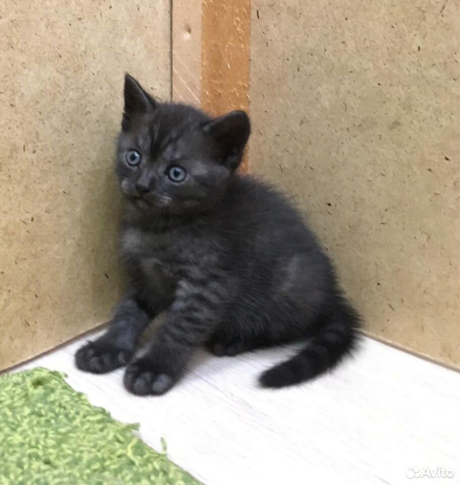 Шотландская