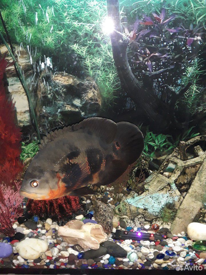 Астронотус