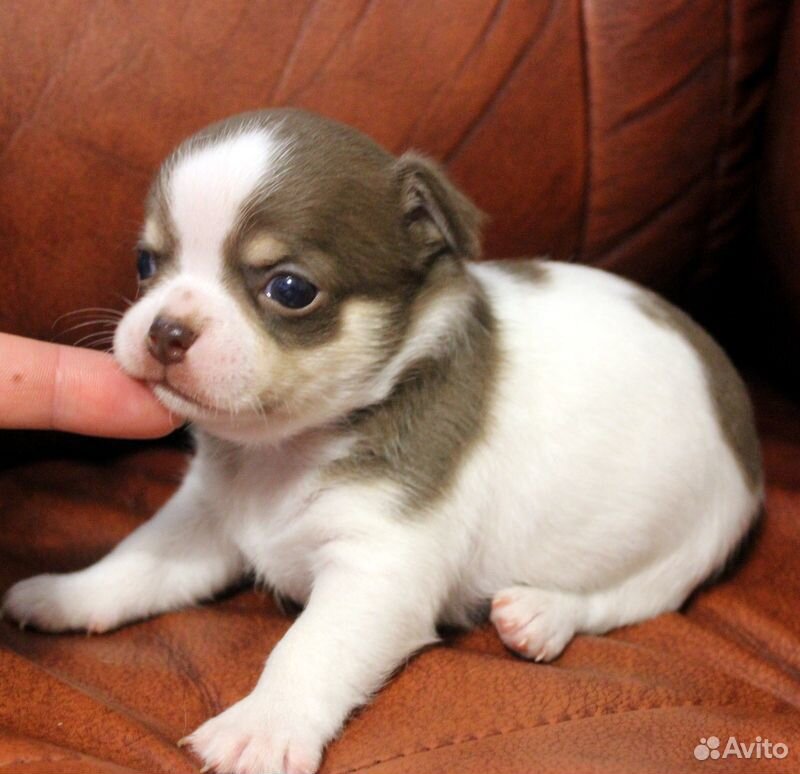 Чивава - чихуахуа