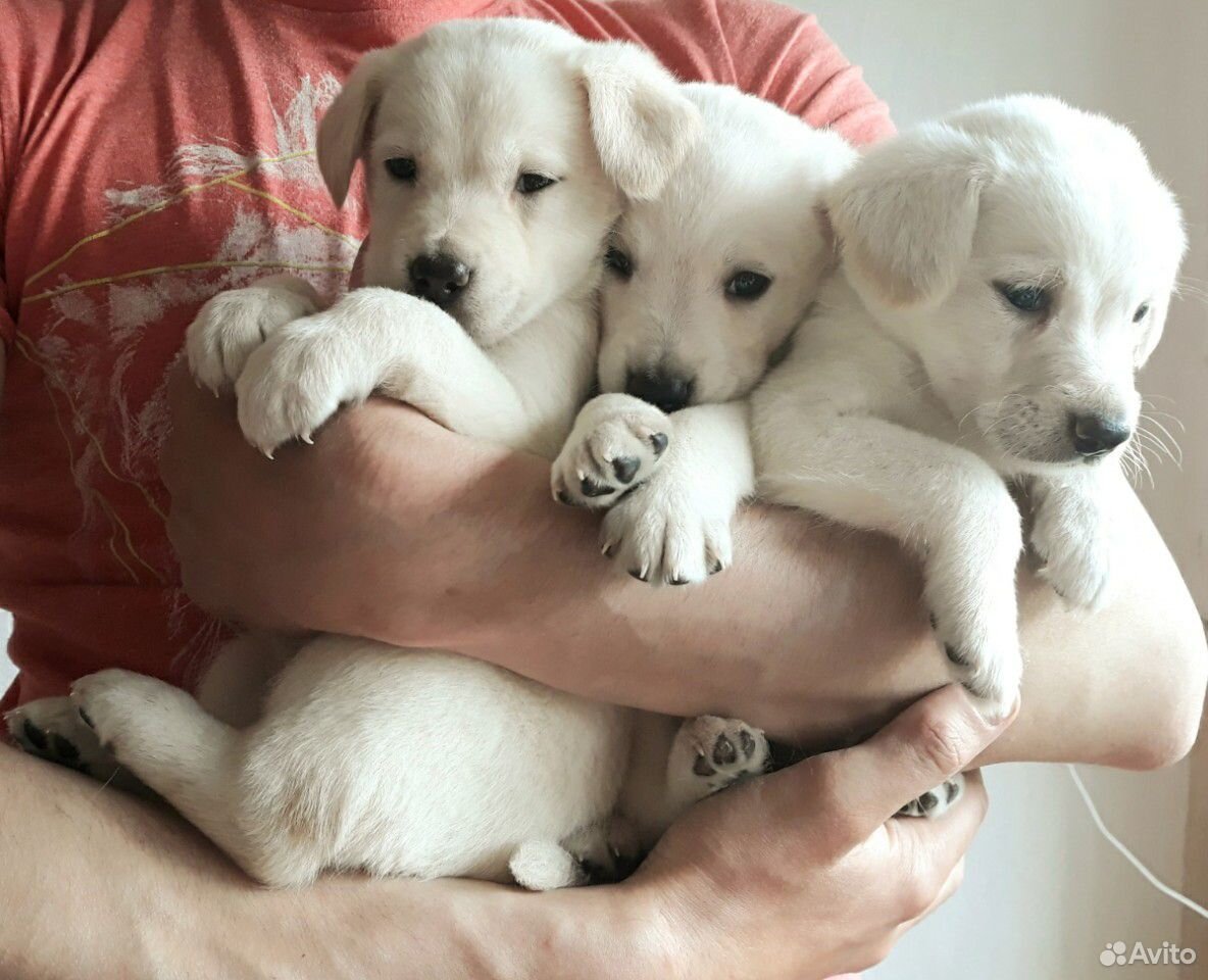 Щенки от мамы ретривер-спаниеля