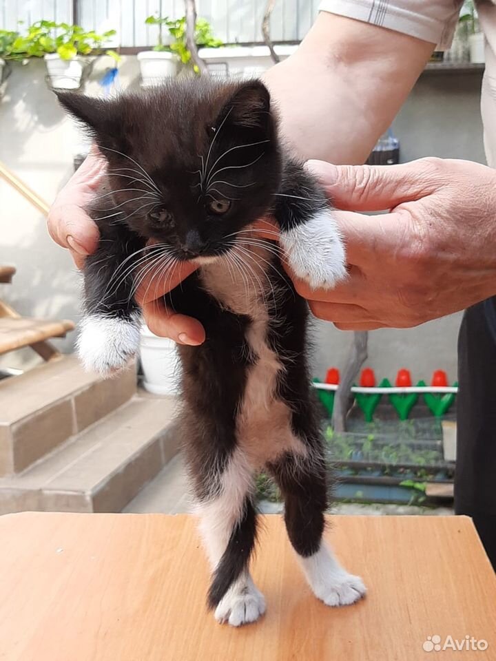 Котёнок черненький с белым девочка