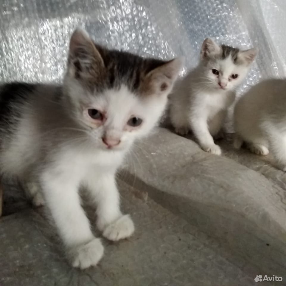 Котята три девочки