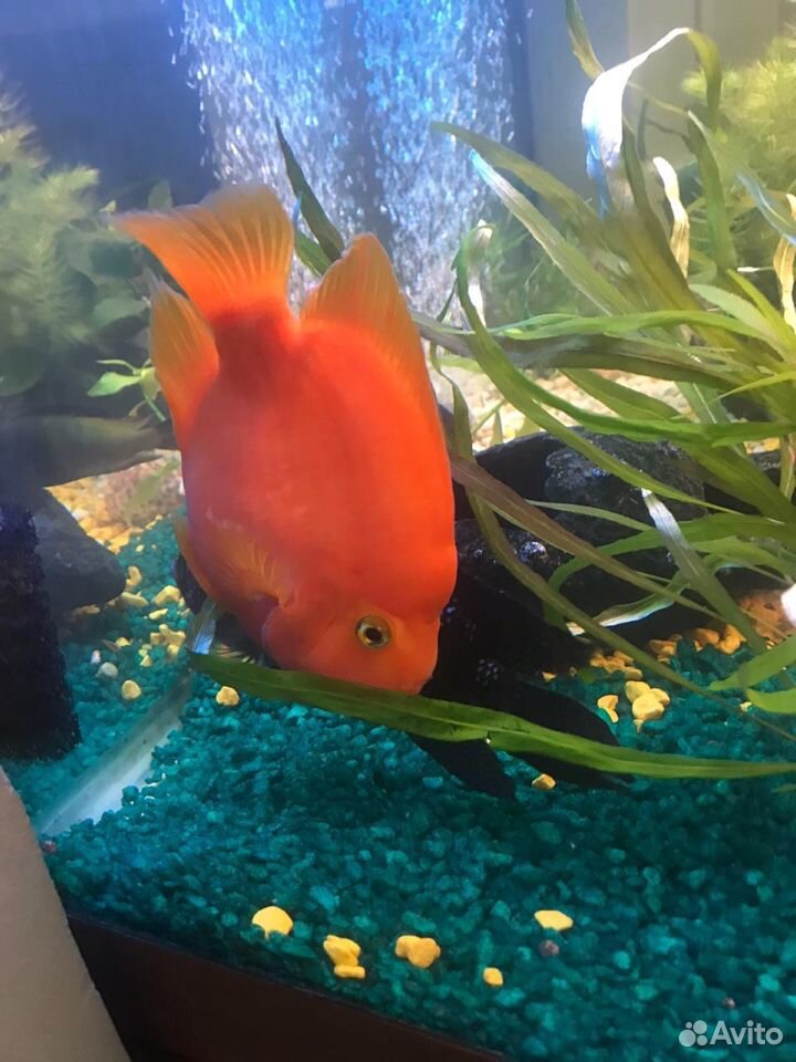 Продам рыбу «Попугай»
