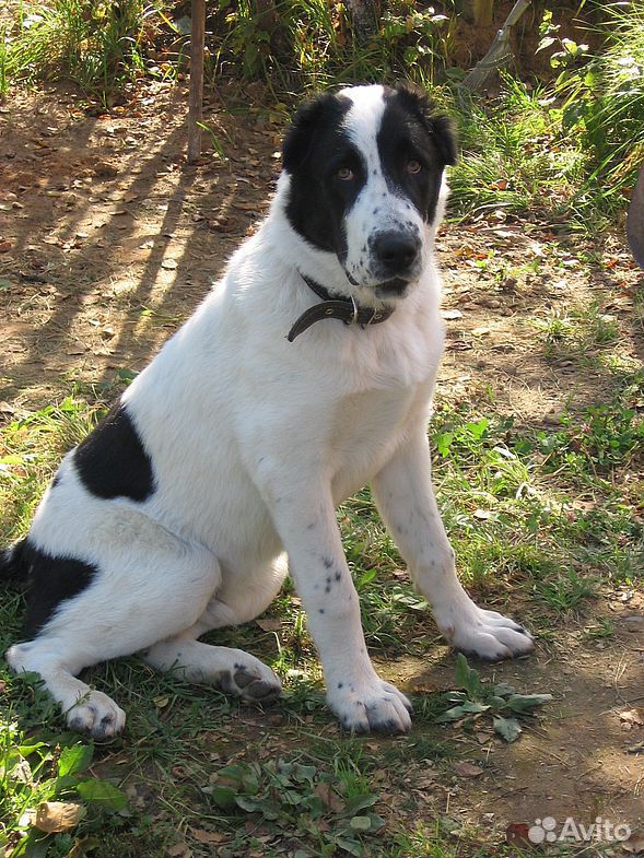 Отдам в хорошие руки