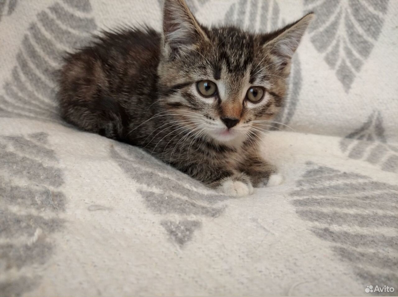 Котенок в добрые руки
