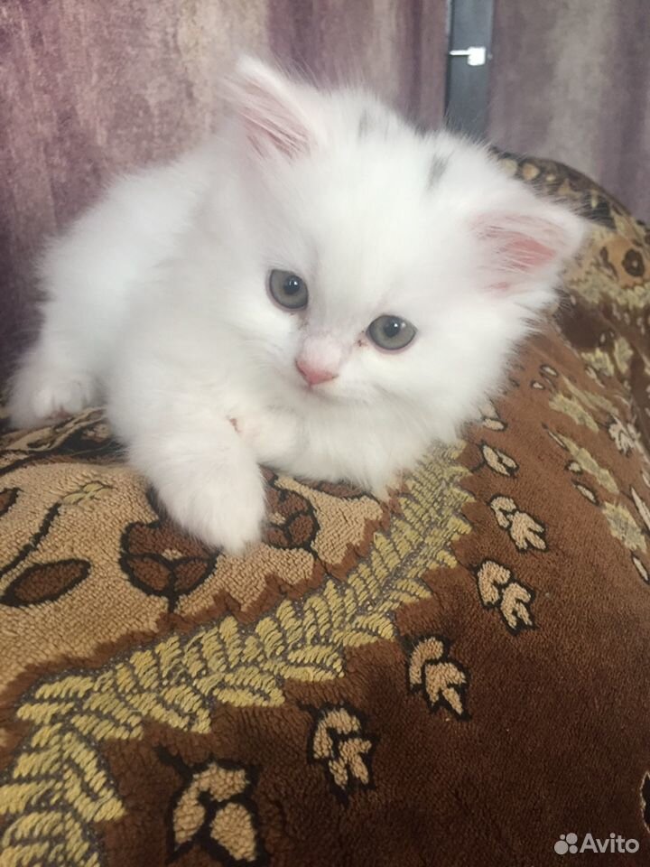 Персидская