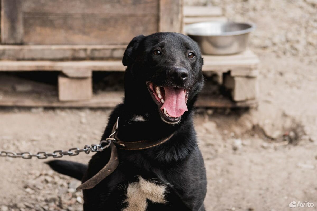 Чак из приюта ищет дом