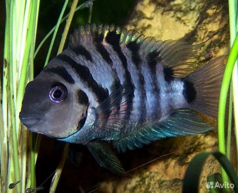 Цихлозома чернополосая