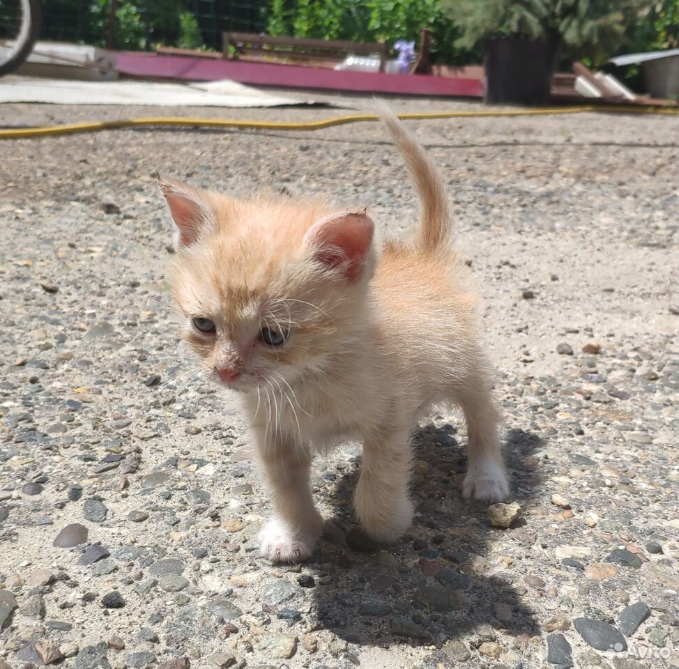 Котенок в добрые руки