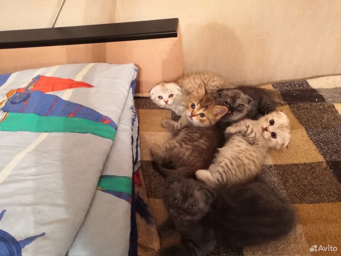 Котята