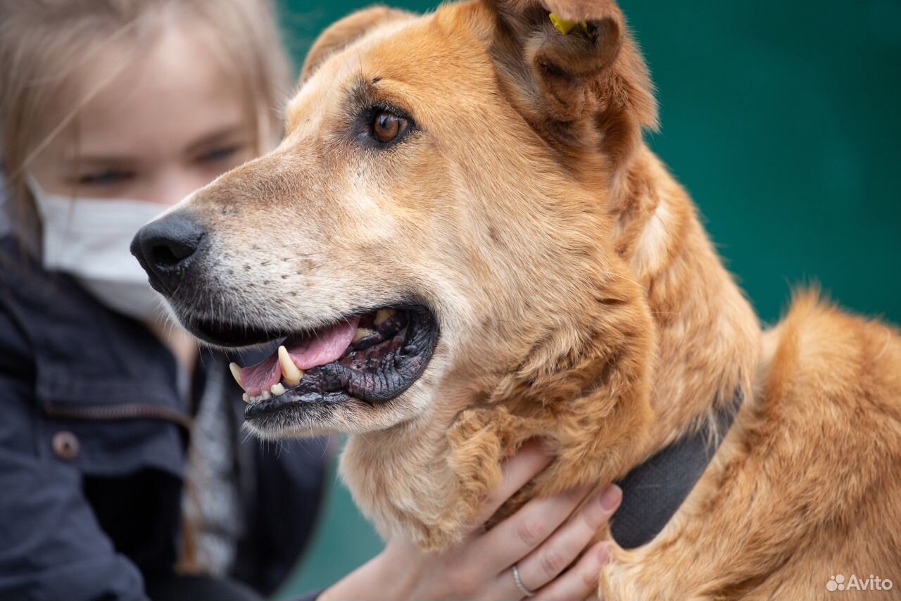 Дора ищет дом