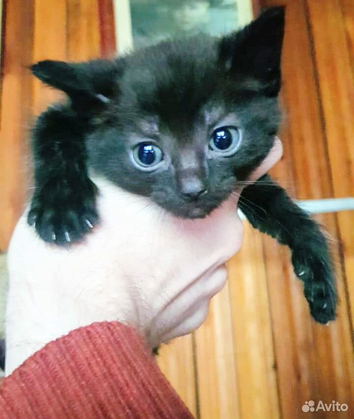 Игривый обаятельный котенок