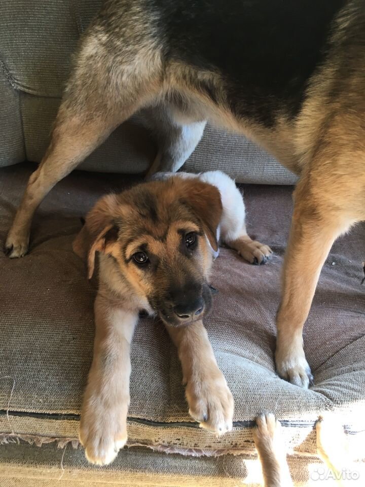 Щенок Богдаша в добрые руки