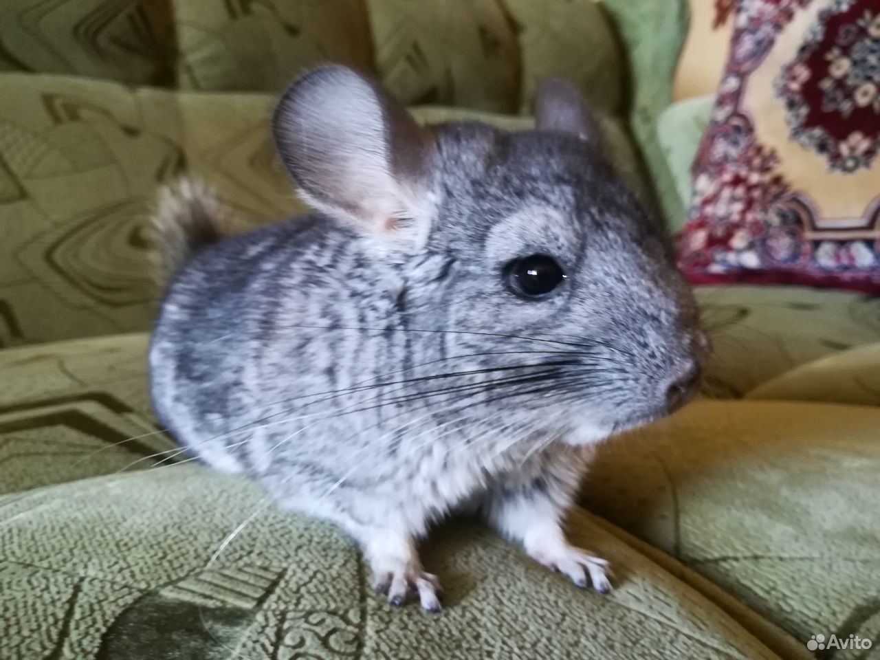 Милые шиншиллы, ручные, домашние