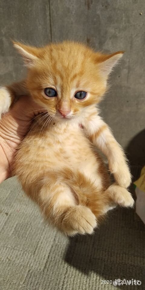 Два рыжих брата котята