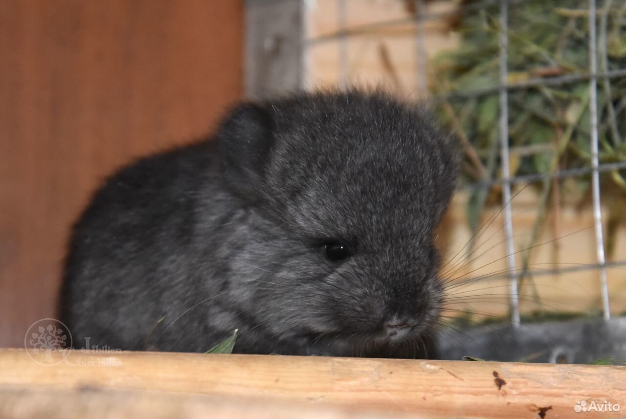 Шиншилла девочка ангора эбони носитель фиолета