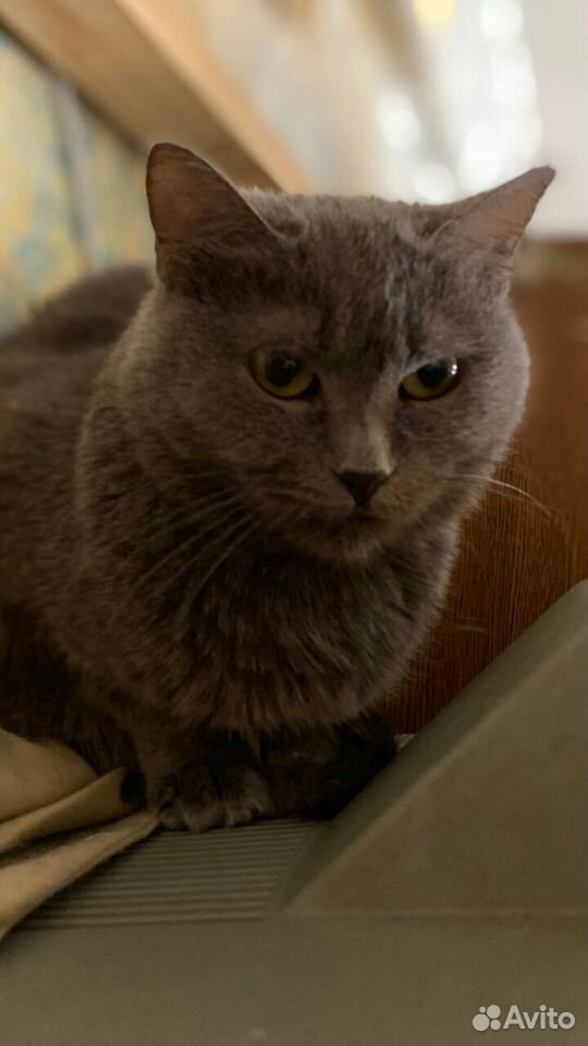 Ищем дом Нора. Ласковая, плюшевая красавица. Аккур