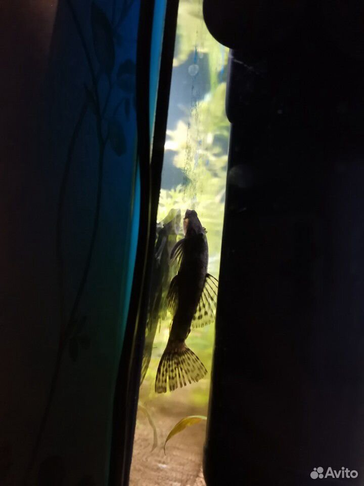 Самка анциструса