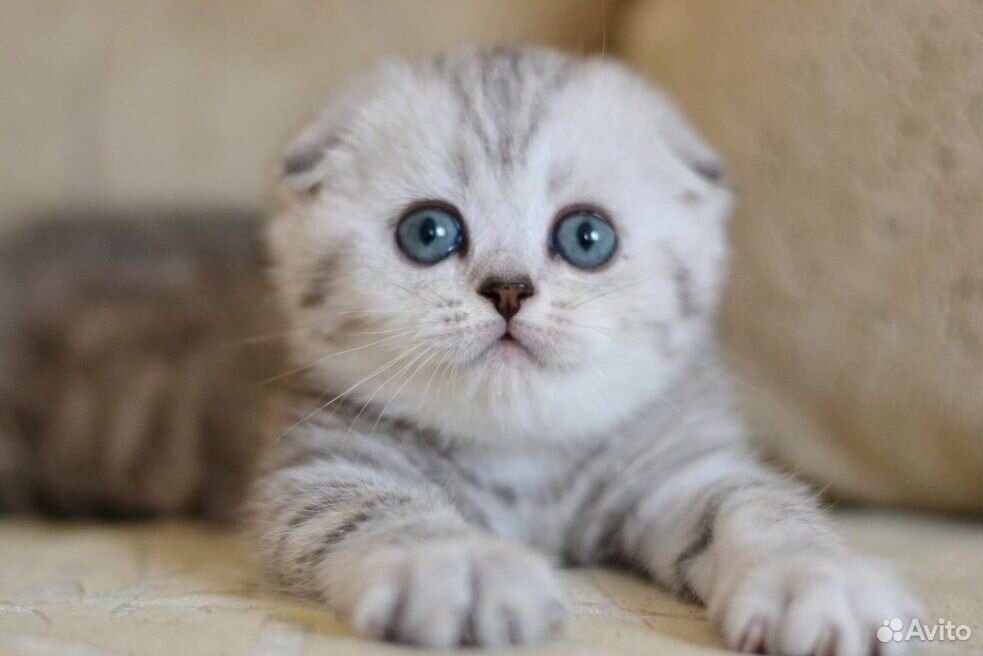 Серебряная вислоухая шиншилла зеленоглазая Зефир