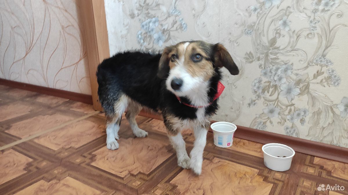 Такса+джек рассел терьер