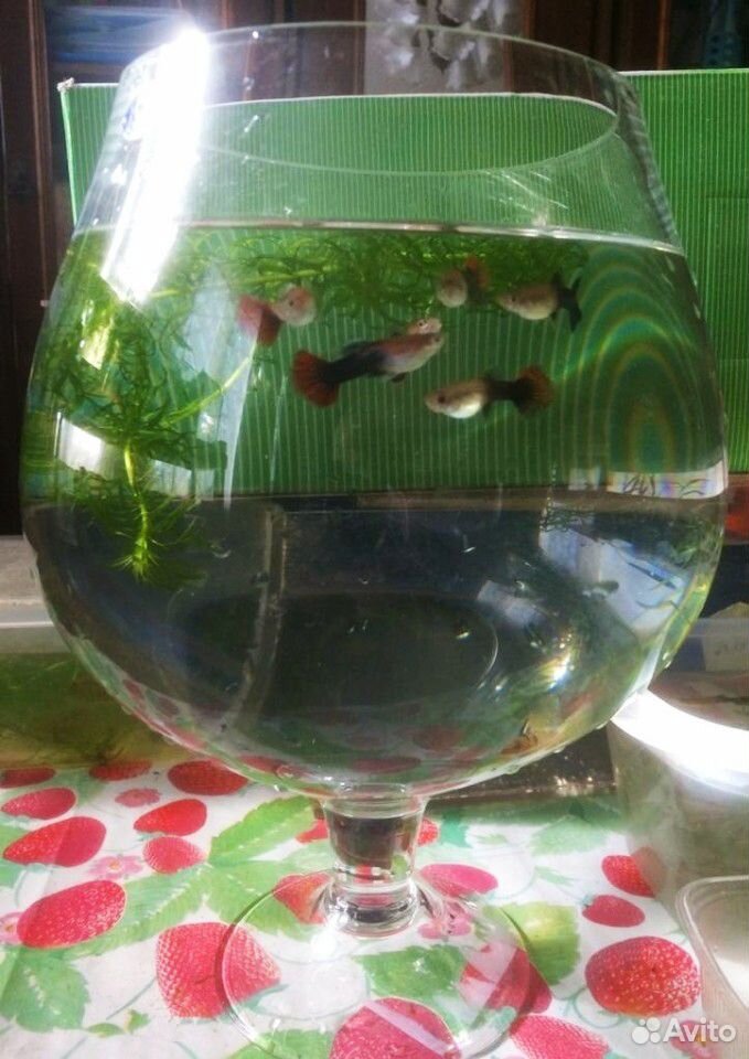 Гуппи + аквариум-бокал