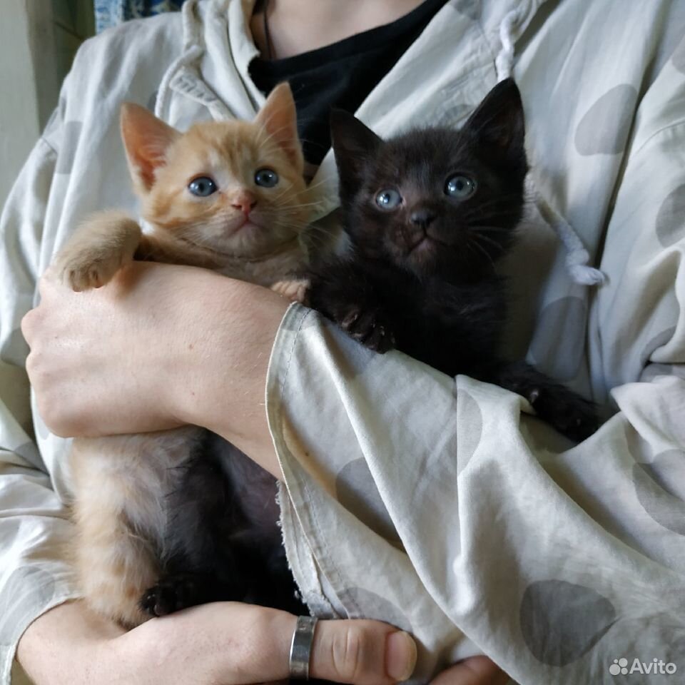 Котята-метиссы