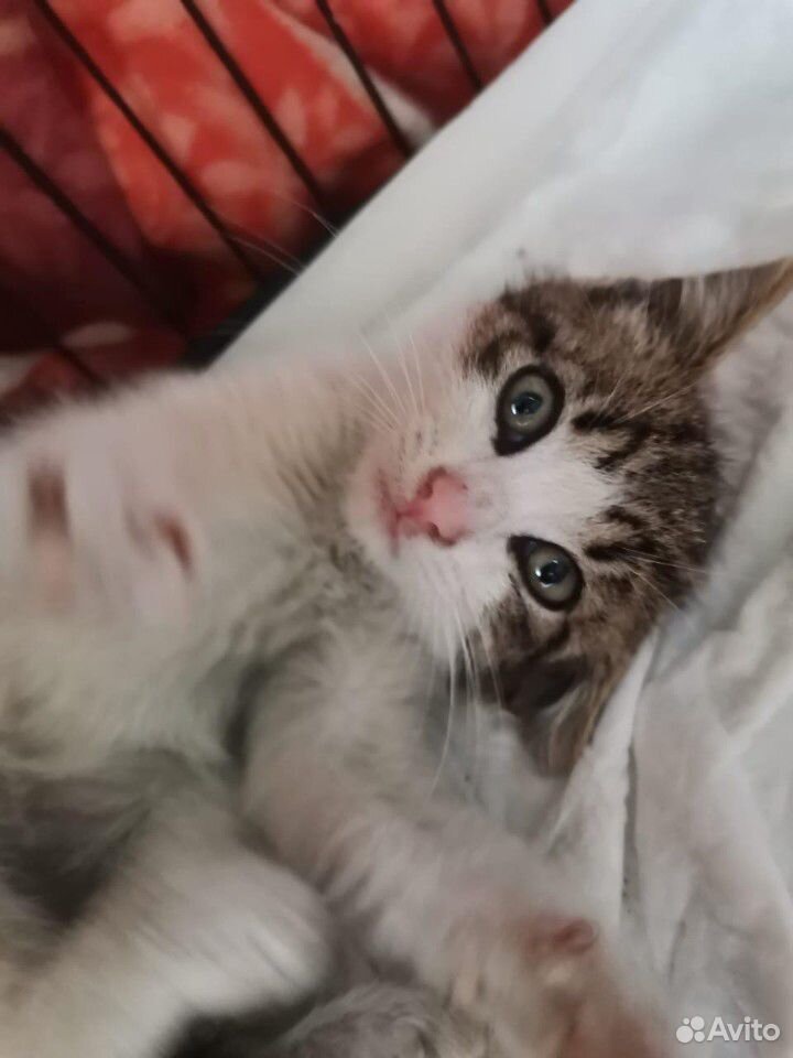 Котенок мальчик 2 мес