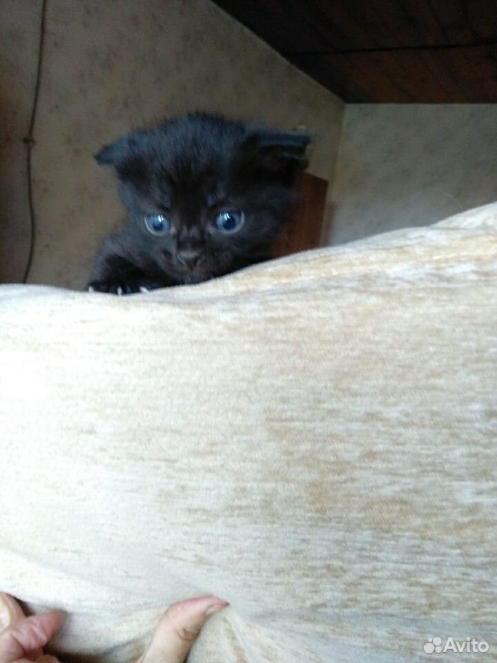 Котёнок (кот)