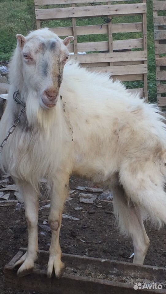 Козел зааненский