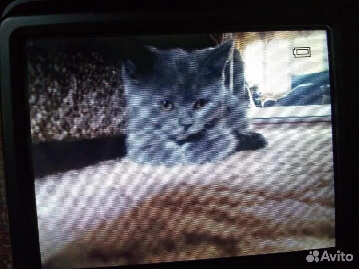 Продам котенка британочка девочка