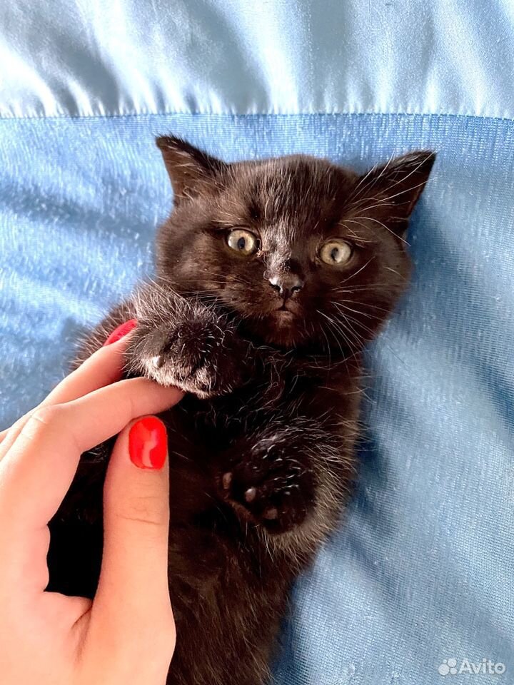 Шотландский кот