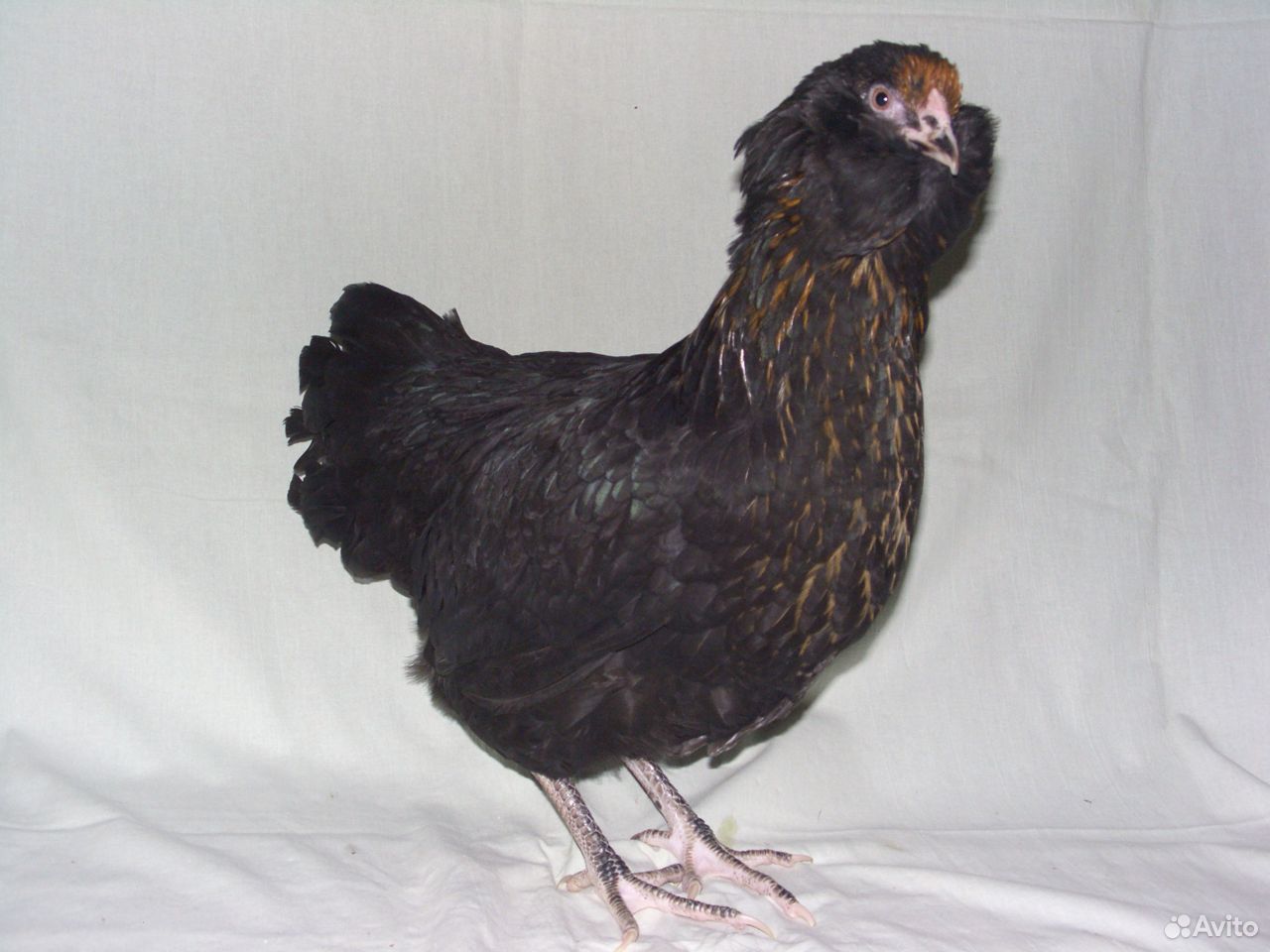 Куры разных пород