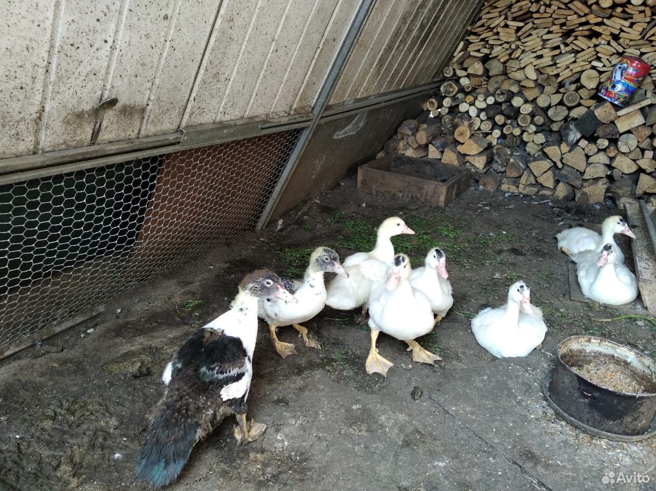 Индоутята 2 месяца