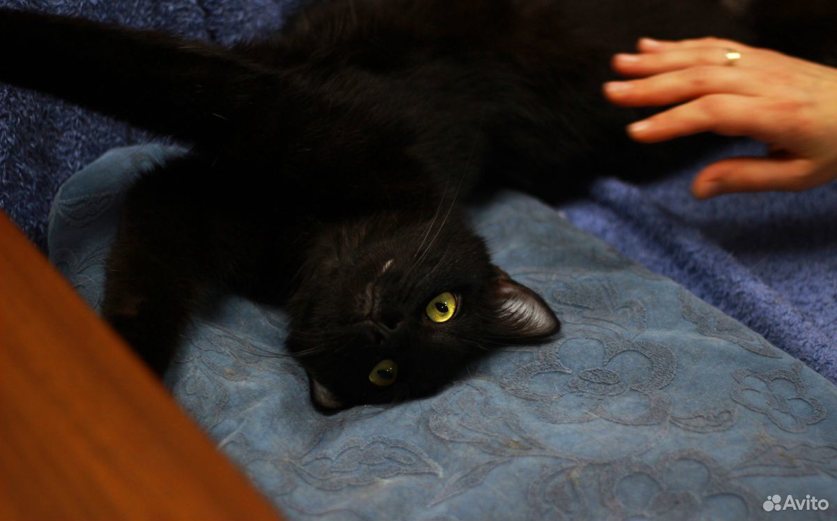 Граф Киссулькенс, черный кот, 1 год