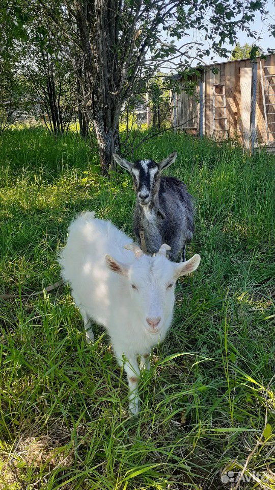 Две козочки