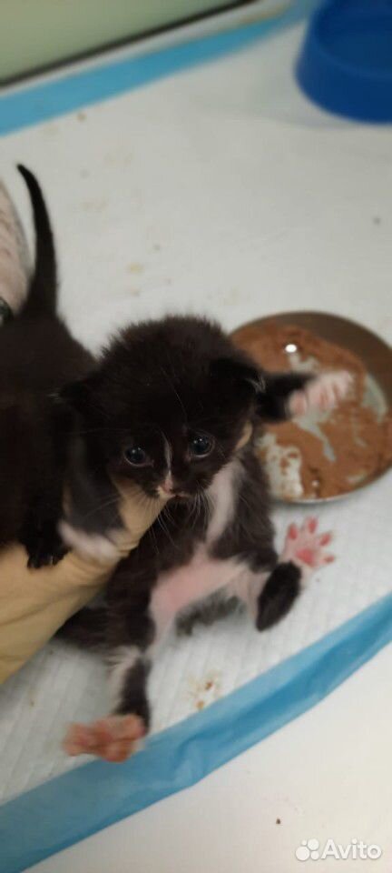 Котята, ждут спасения от улицы, 1.5-2 месяца