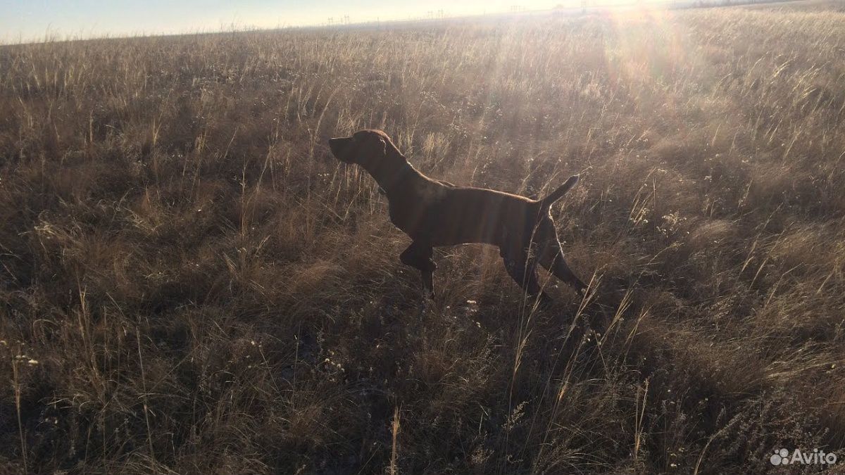 Подрощеный щенок курцхаара