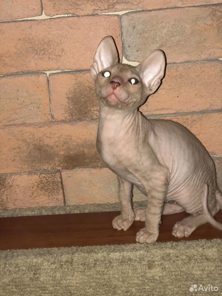 Продаётся мальчишка донского сфинкса