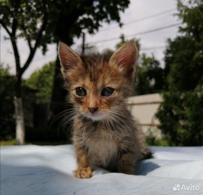 Очаровательная кошечка котёнок в добрые руки